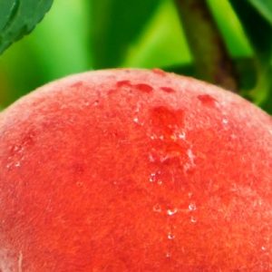 Thank you! – Kerry Health And Nutrition Institute