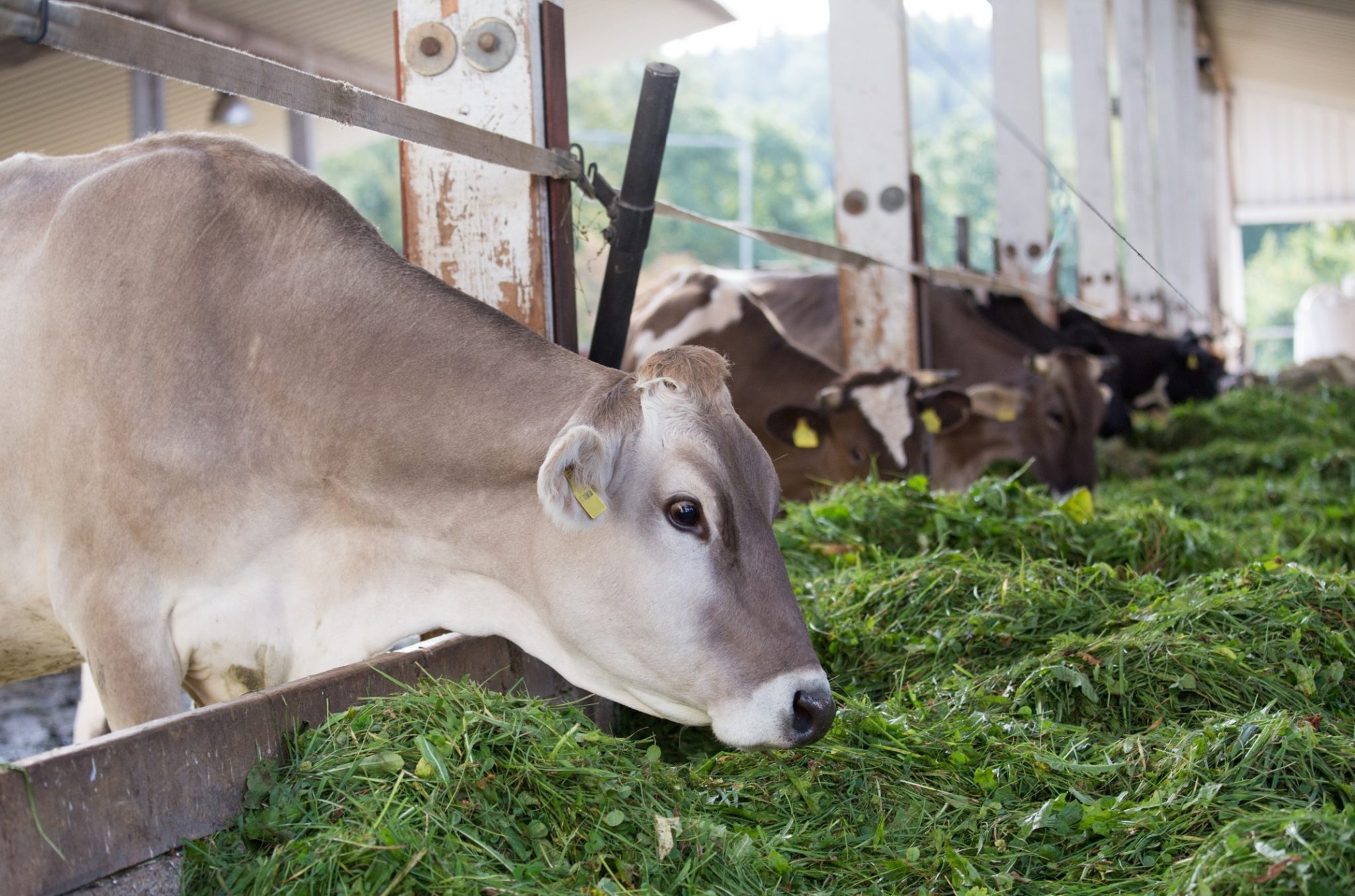 What is cultivated meat and how is it made? - KHNI
