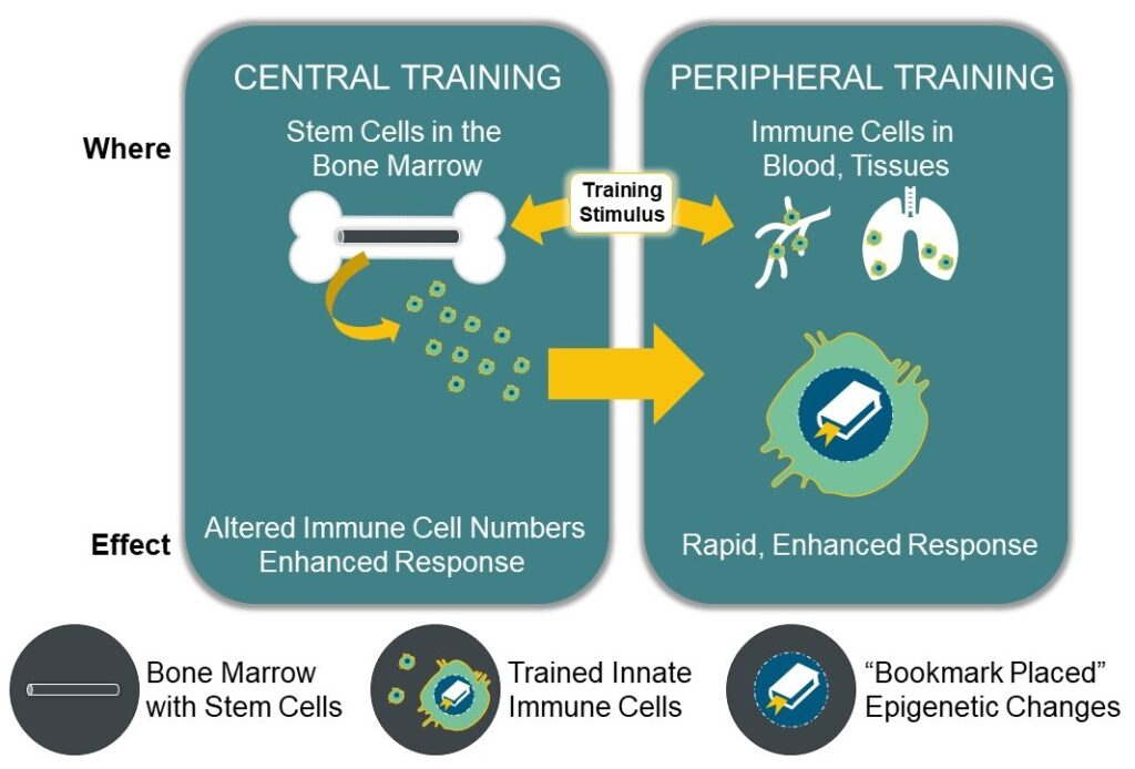 Training Your Immune System: Spotlight on Innate Immunity – KHNI