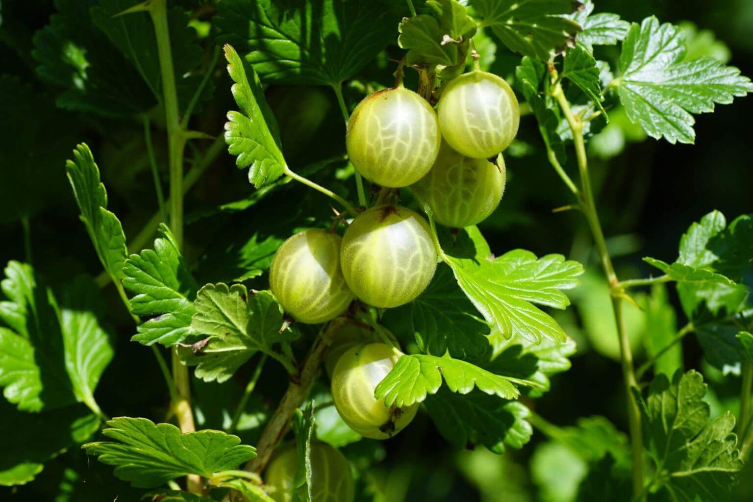 Amla, the Indian Gooseberry: An Overview of the Nutritional Benefits – KHNI